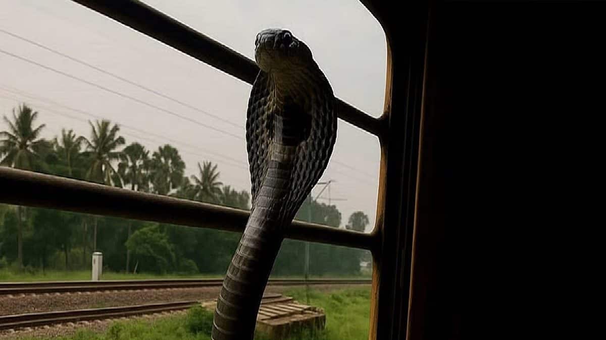 ট্রেনে যাতায়াত করছে কিং কোবরা? ভাবতেও পারছেন না! প্রাণঘাতী সহযাত্রীদের ...