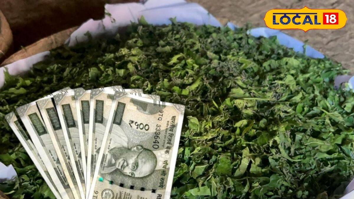 Money Making Ideas: চাষ তো নয়, যেন সোনা! ১ মণেই মিলছে ১৮ হাজার টাকা ...