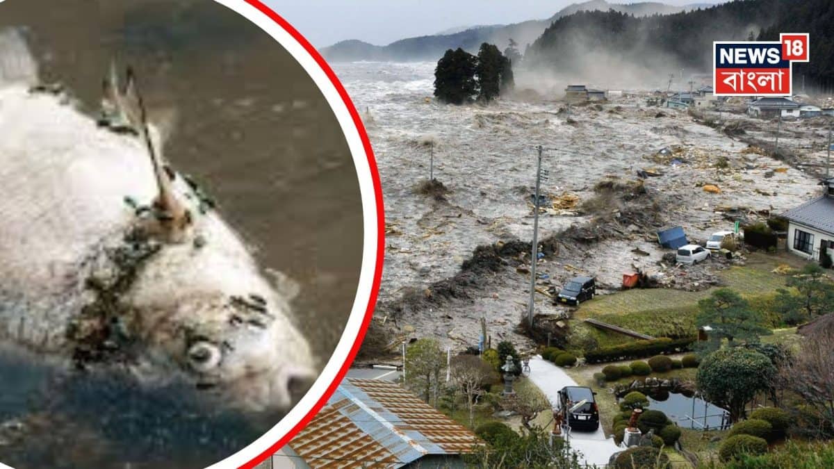 Doomsday Fish: সর্বনাশ-বিপর্যয়ের ইঙ্গিত দেয় এই মাছ,ইরান যুদ্ধের আগেও ...