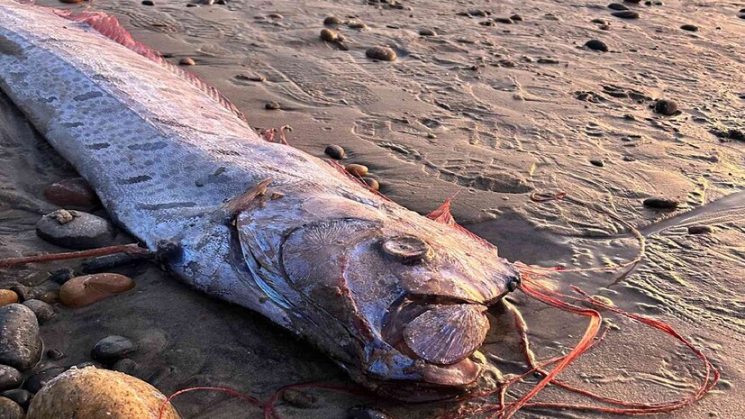 Doomsday Fish: সর্বনাশ-বিপর্যয়ের ইঙ্গিত দেয় এই মাছ,ইরান যুদ্ধের আগেও ...