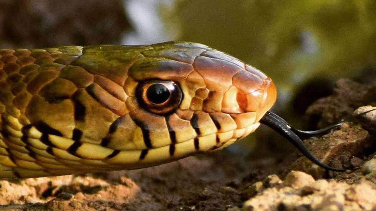 Snake Attracting Plants: বাড়িময় কিলবিল করবে 'সাপ'...! এই 'সাত' গাছ ...