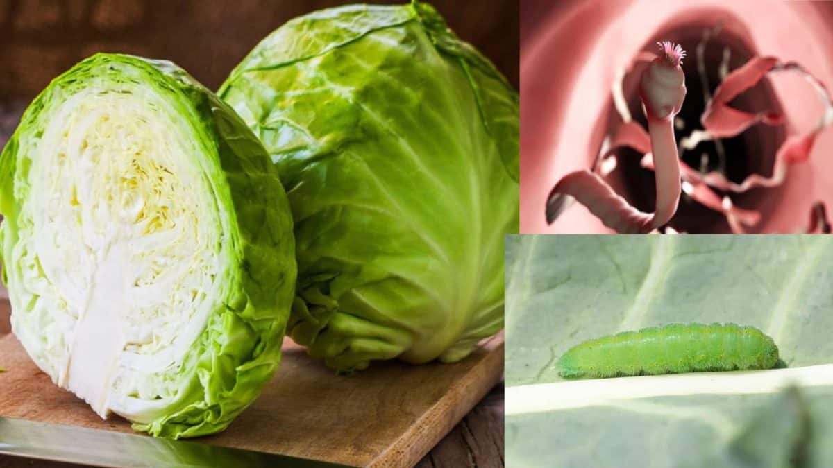 Cabbage & Tape Worm: বাঁধাকপি খেলে মস্তিষ্কে বাসা বাঁধে কৃমি? সুস্বাদু ...