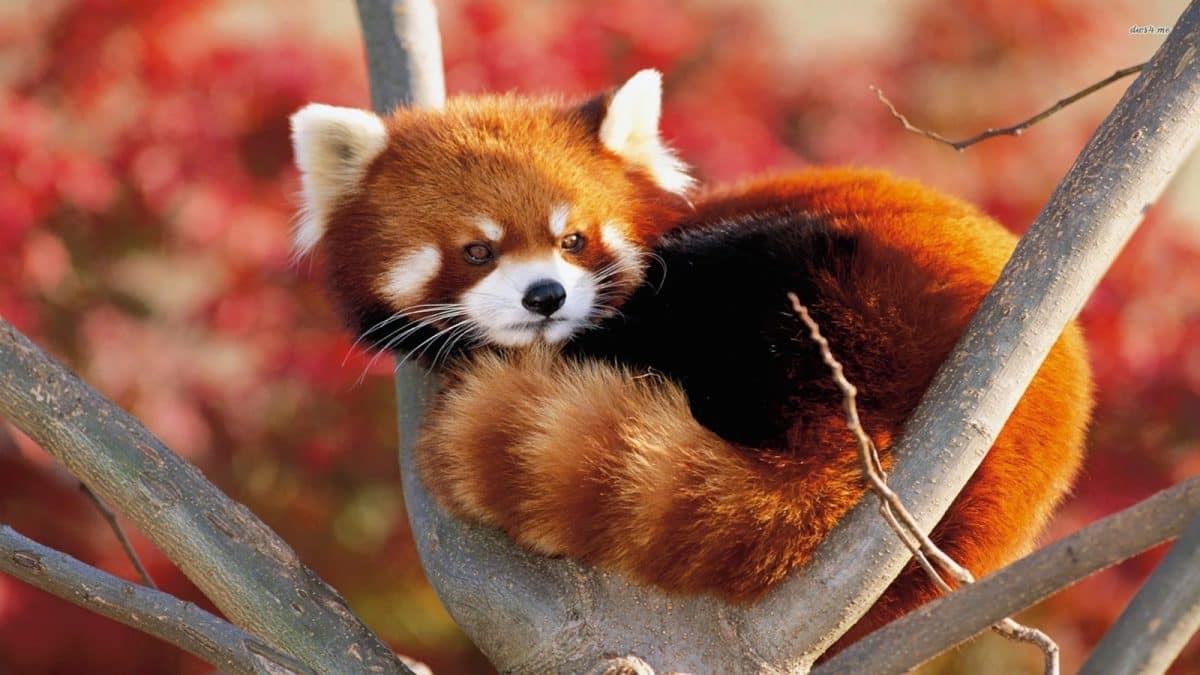 Red Panda: ভ্রমণপিপাসুদের জন্য বিরাট খুশির খবর! আসছে রেড পান্ডা ...