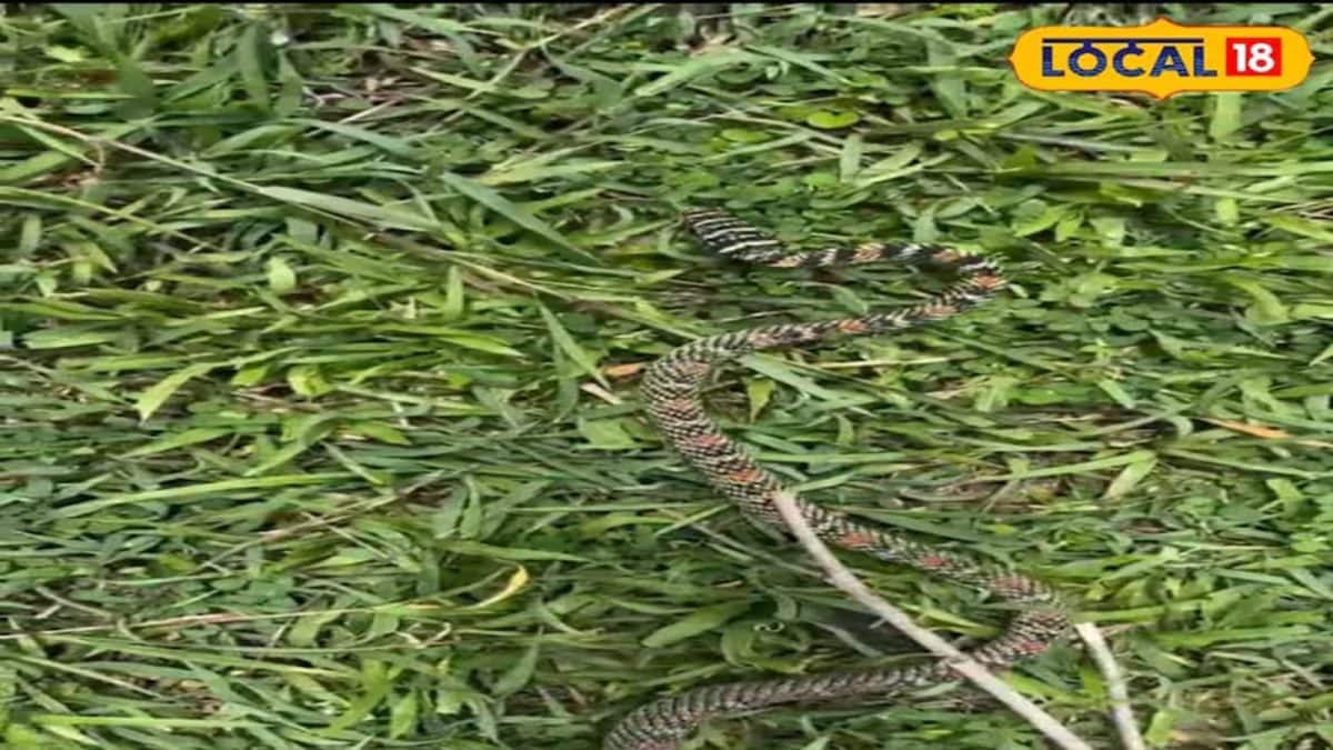 Snake: এক গাছ থেকে আরেকটায় উড়ে যায়? বিরল এই সাপের সম্পর্কে রহস্য যে ...