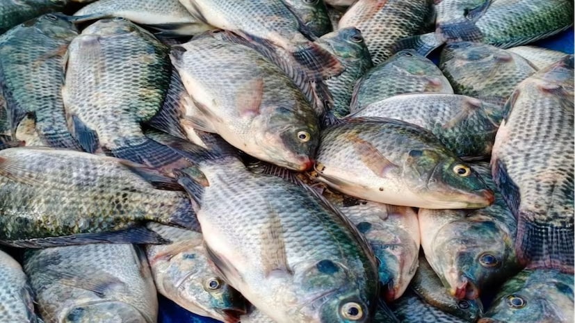 Fishes: কেজিতে নয়, থালায় বিকোচ্ছে মাছ...! রুই, কাতলা, কালবোস, মৃগেল ...