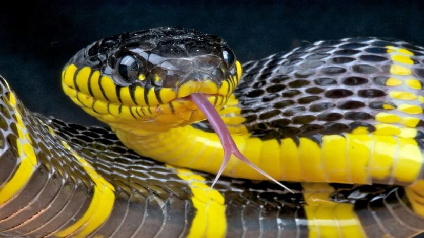 Snake Tips: 'সাপ' বাড়ির চৌহদ্দিতে ঘেঁষবে না...! রান্নাঘরের ৫ জিনিসই ...