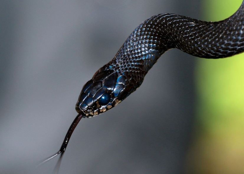 Snake Tips: 'সাপ' বাড়ির চৌহদ্দিতে ঘেঁষবে না...! রান্নাঘরের ৫ জিনিসই ...