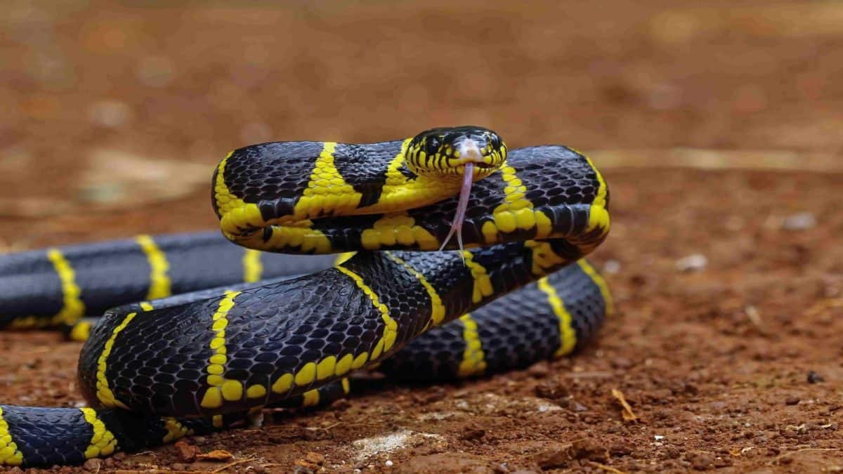 Snake Tips: 'সাপ' বাড়ির চৌহদ্দিতে ঘেঁষবে না...! রান্নাঘরের ৫ জিনিসই ...