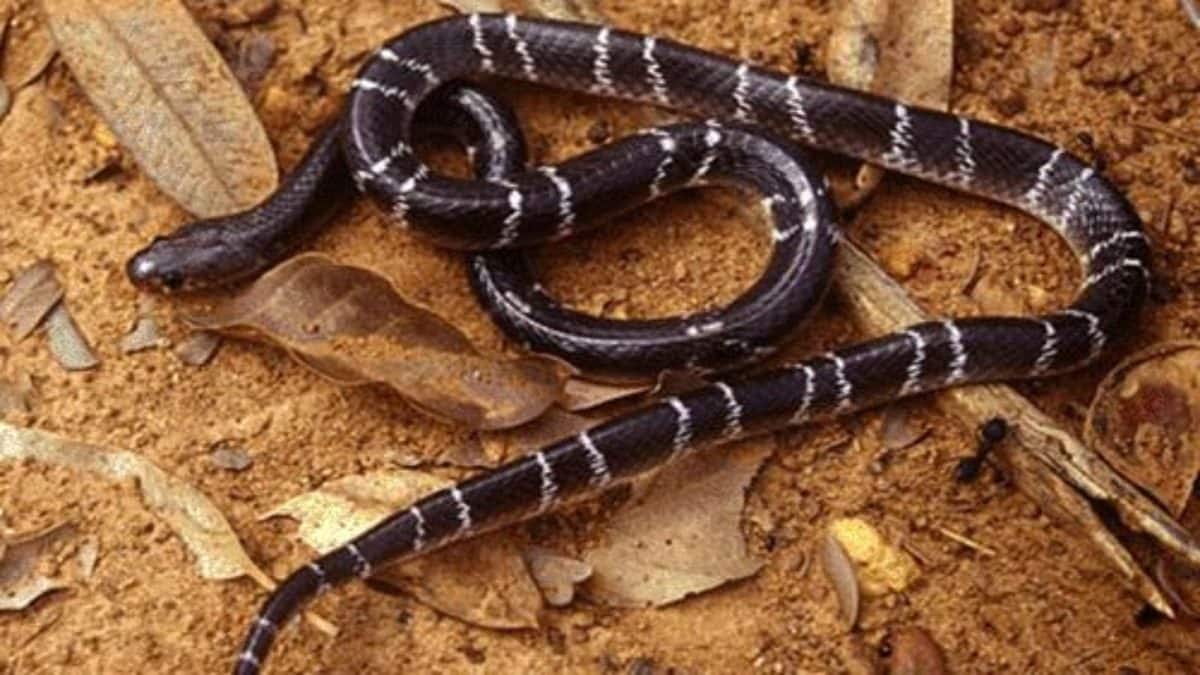 Snakes: 'দুই' তেলই 'ব্রক্ষ্মাস্ত্র'...! বাড়ির আশেপাশে ঘেঁষবে না 'সাপ ...