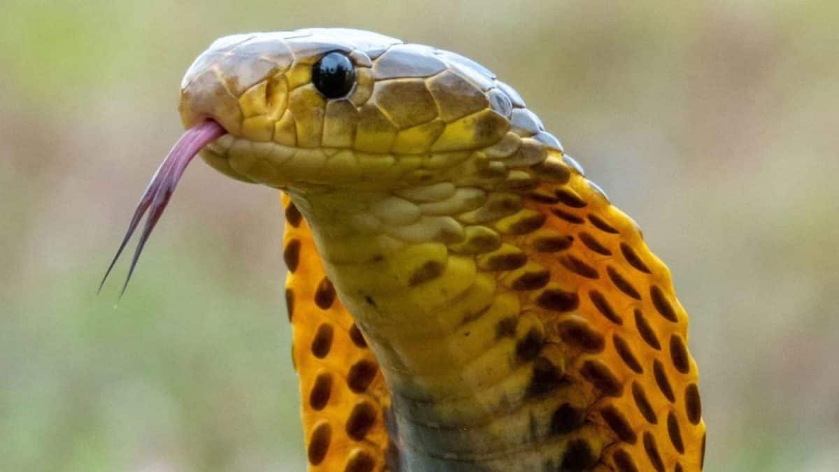 Snake Tips: কুঁকড়ে যায় 'সাপ'...! এই 'আট' গন্ধ টিকতে দেয় না বিষধরদের ...
