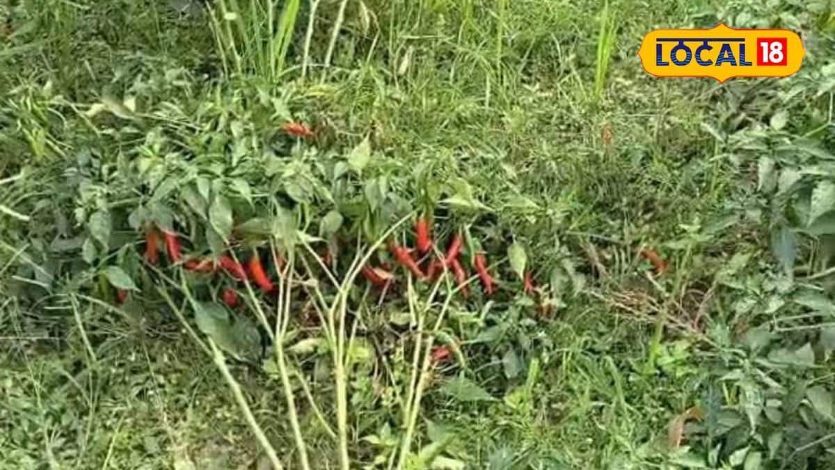 Agriculture News: ফলনের হাসি নিমেষে ম্লান! মাদারিহাটের লঙ্কা চাষিদের ...