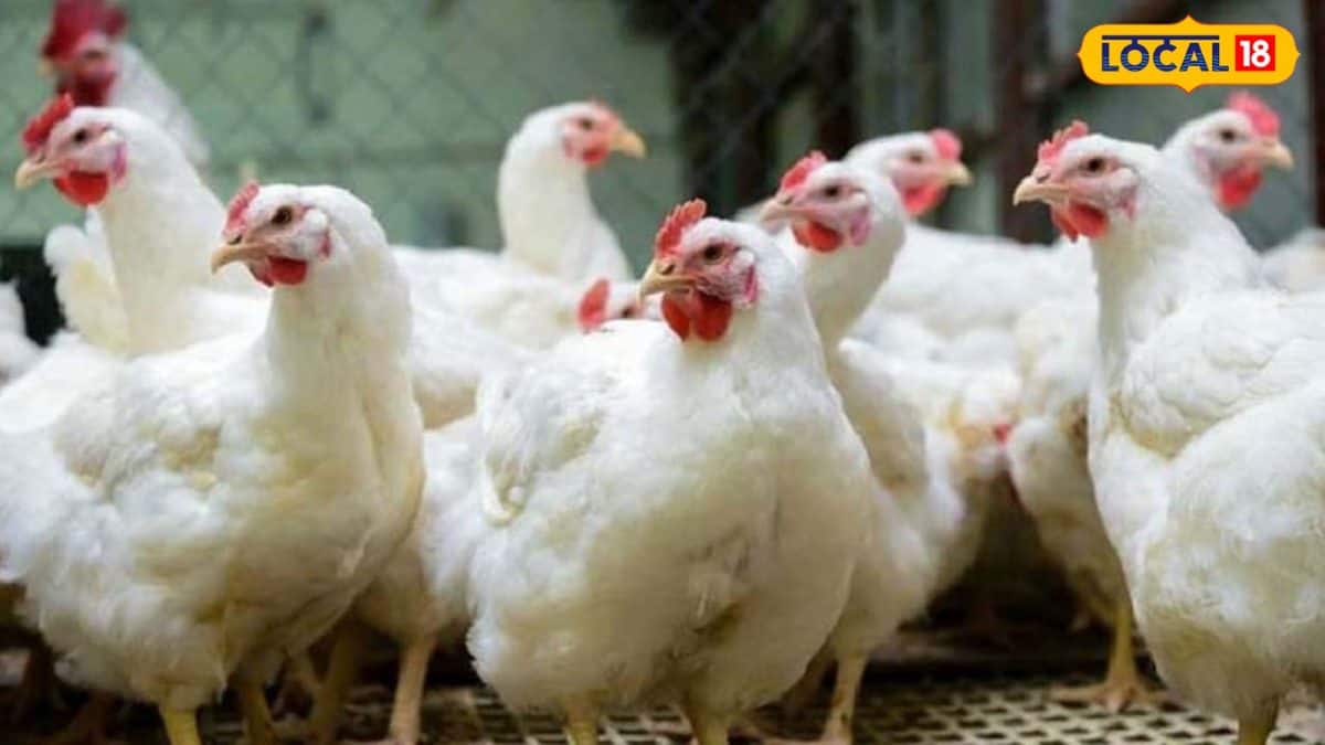 Chicken Price Hike: ভোটের বাজারে মাংসের আগুন দাম, ৩০০ ছুঁইছুঁই ব্রয়লার ...