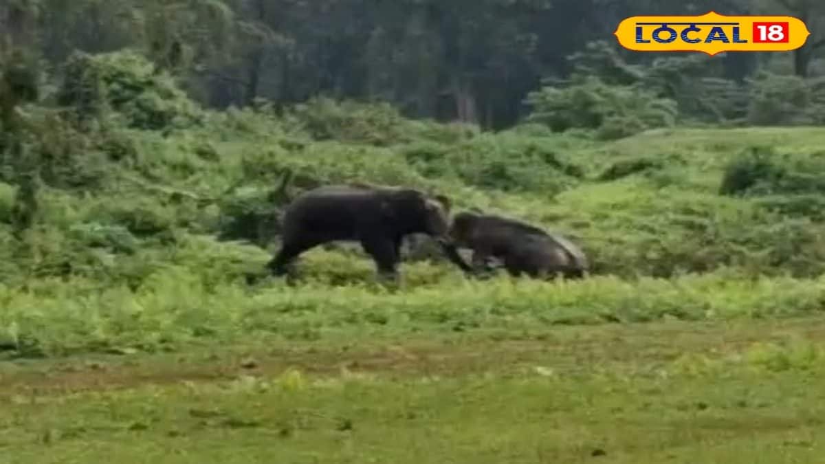 Elephant Fight Video: সঙ্গিনী কার? বাগডোগরার জঙ্গলে দুই পুরুষ হাতির ...