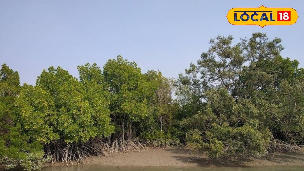 Sundarbans: 'সুন্দরবন' জেলা হবে? মুখ্যমন্ত্রীর ঘোষণার পর শুরু জোর চর্চা ...