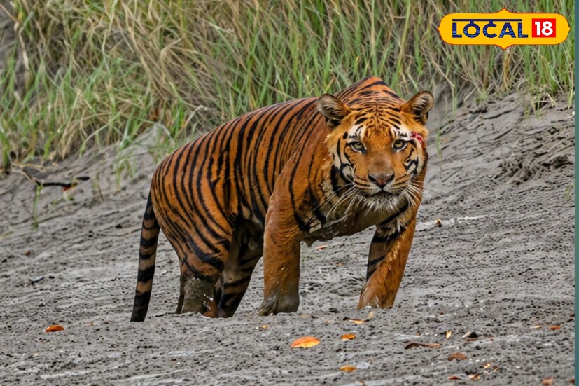 Royal Bengal Tiger In Sundarbans: জলে সাঁতার কাটছে রয়্যাল বেঙ্গল ...