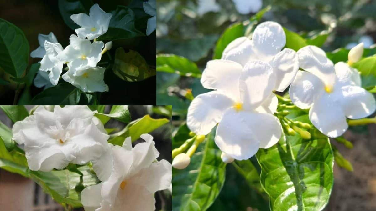 Tagar Plant Gardening Tips: ‘পচা তরল’ ঢালুন গাছের গোড়ায়...তীব্র গরমেও ...