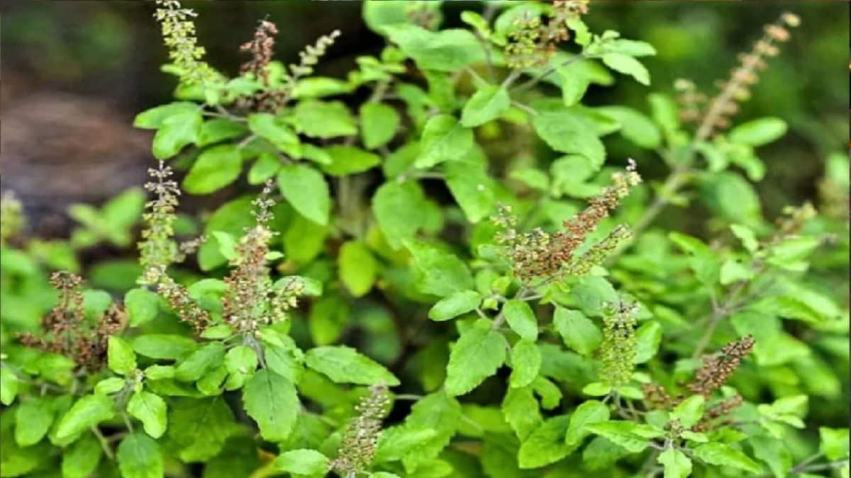 Tulsi Plant: তুলসী গাছের আশপাশে ভুলেও লাগাবেন না '৭' গাছ! তুলসীর ...