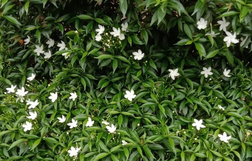 Tagar Plant Gardening Tips: ‘পচা তরল’ ঢালুন গাছের গোড়ায়...তীব্র গরমেও ...