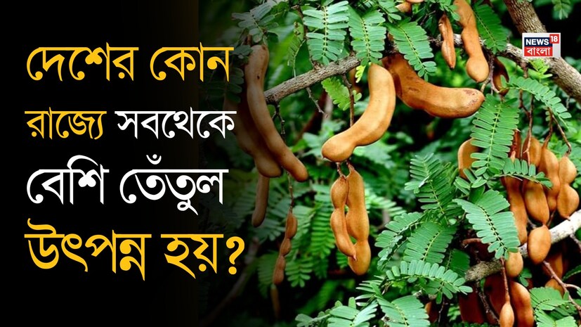 GK: Largest Producer of Tamarind: ভারতের কোন রাজ্যে সবথেকে বেশি তেঁতুল ...