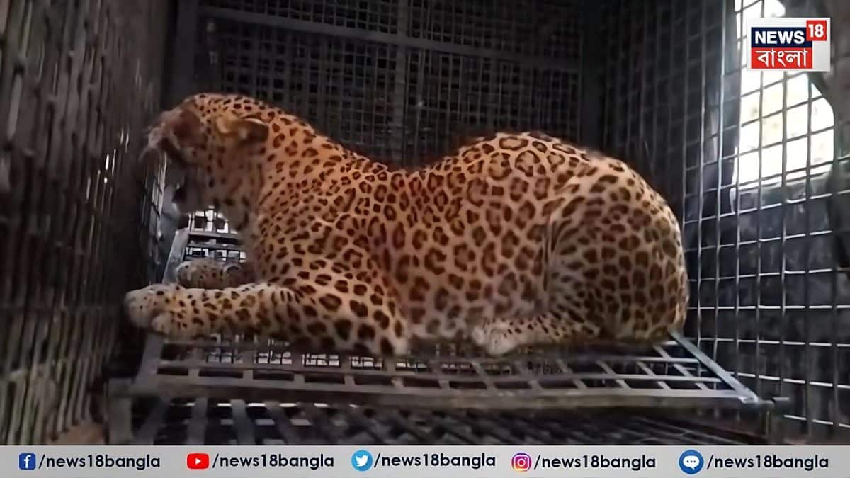 বক্সা টাইগার রিজার্ভ লাগোয়া চা বাগানে চিতাবাঘের হামলা, কামড়ে কান ...