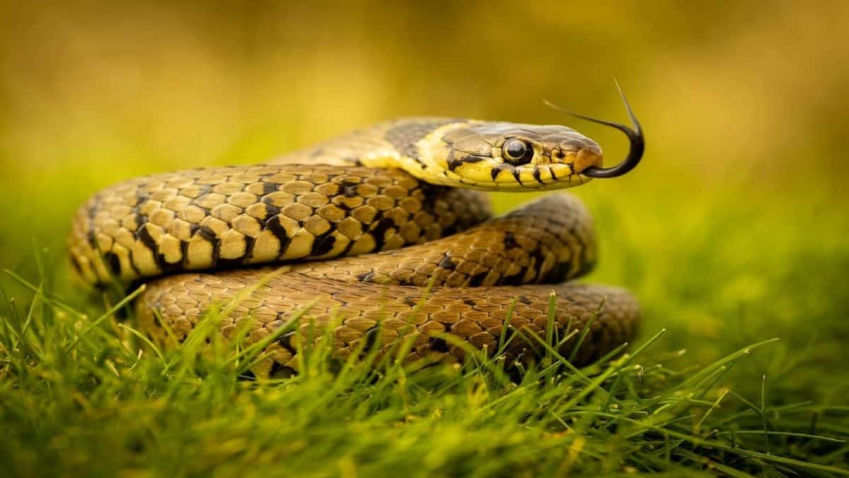 Snake Tips: গর্ত খুঁজবে 'সাপ'...! এই সাত 'উপায়ে' ছিটকে যাবে বিষধর ...