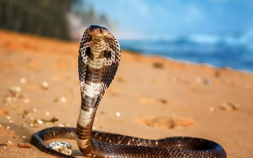 Snake Tips: গর্ত খুঁজবে 'সাপ'...! এই সাত 'উপায়ে' ছিটকে যাবে বিষধর ...