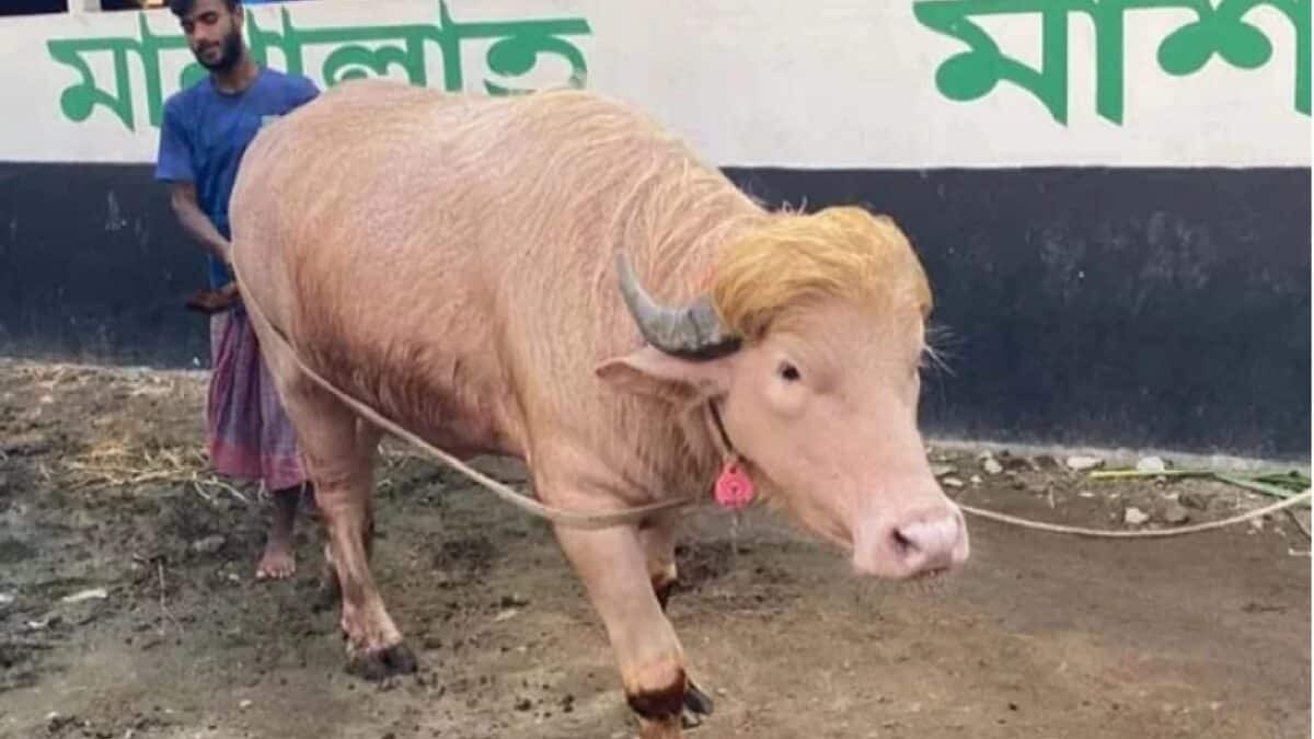 Bangladesh : বাংলাদেশের 'সেলেব্রিটি' মোষ ডোনাল্ড ট্রাম্প প্রাণে বাঁচল ...