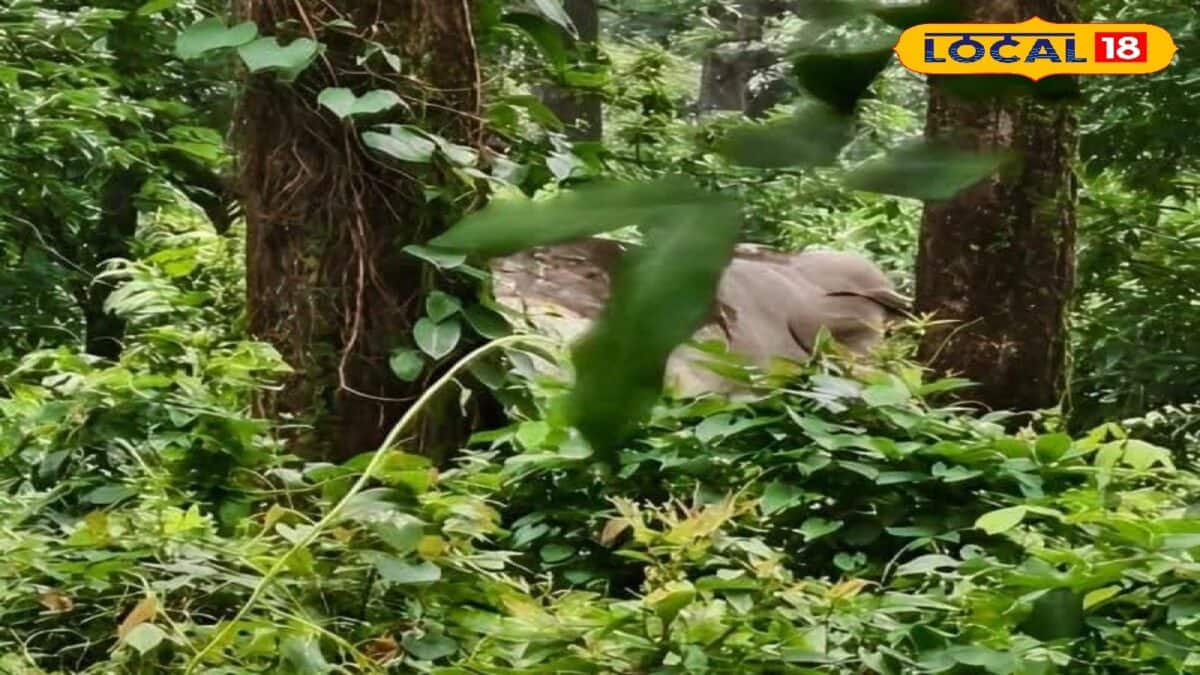 Jalpaiguri News: বন্যপ্রাণীর সঙ্গে 'ক্লোজ শট' নয়, জীবজন্তুদের বিরক্ত ...