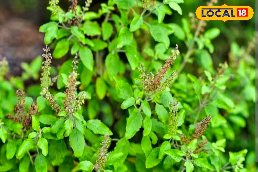 Mosquito and Insect Repellent: মশার কামড়ে নাজেহাল, পোকামাকড়ে গিজগিজ ...