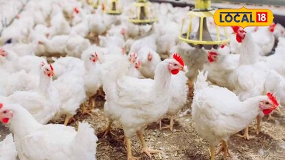 Raiganj Chicken Price Hike: ভোটের মরশুমে মাংসের আগুন দাম! ব্রয়লার ...