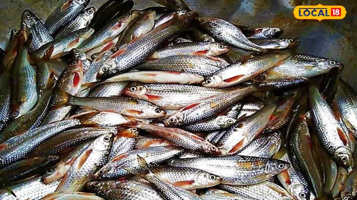 South Dinajpur News: ইলিশের মতোই রূপ, স্বাদে অতুলনীয়! কেন আত্রেয়ী নদী ...
