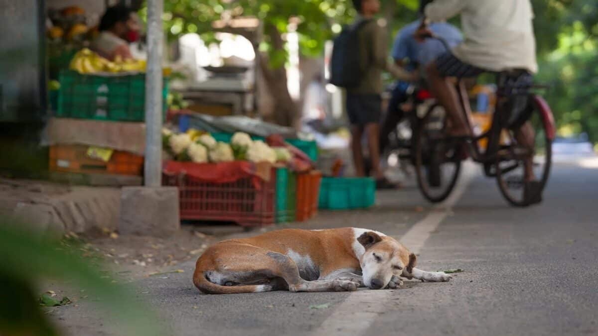 Supreme Court On Stray Dogs: পথকুকুরদের নিয়ে সুপ্রিম কোর্টের নির্দেশ ...