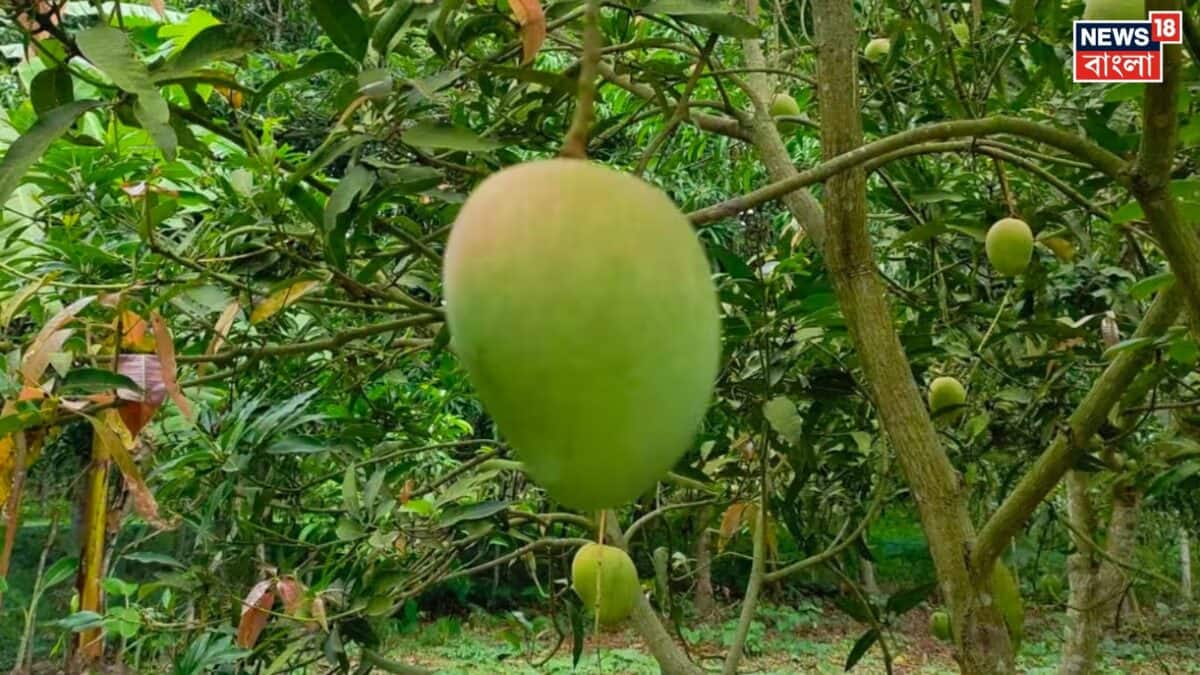 Mango: মালদহে ফলছে দেশী-বিদেশি ১২০ জাতের আম! প্রতি পিস বিকোচ্ছে ১০০০ ...