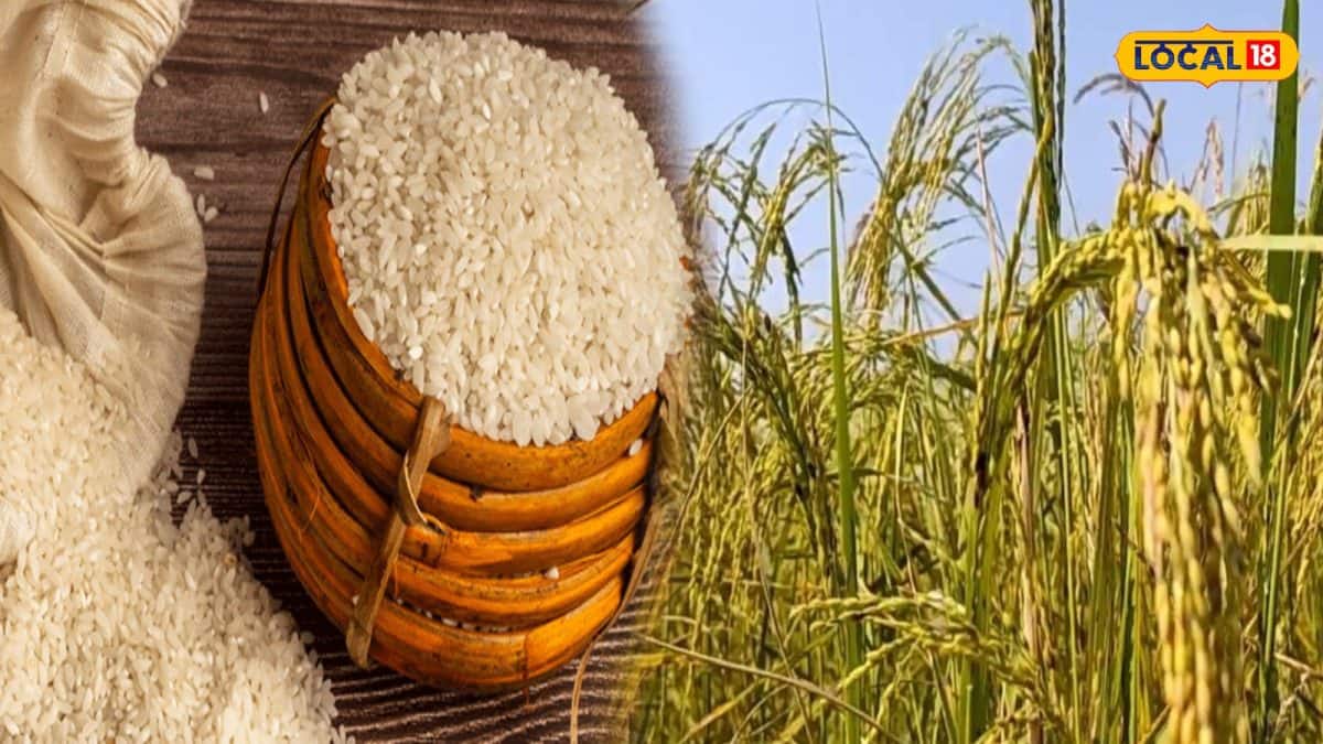 Tulaipanji Rice: তুলাইপাঞ্জির সুগন্ধে লক্ষ্মীলাভ! চাষের নতুন পদ্ধতিতে ...