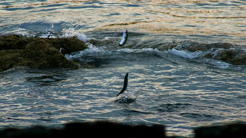 Fish GK: কখনও ভেবে দেখেছেন, অল্প জলের মাছ গভীর জলে গেলে লাফায় কেন ...
