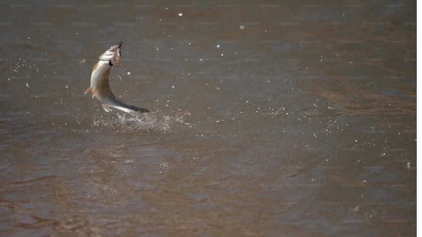 Fish GK: কখনও ভেবে দেখেছেন, অল্প জলের মাছ গভীর জলে গেলে লাফায় কেন ...
