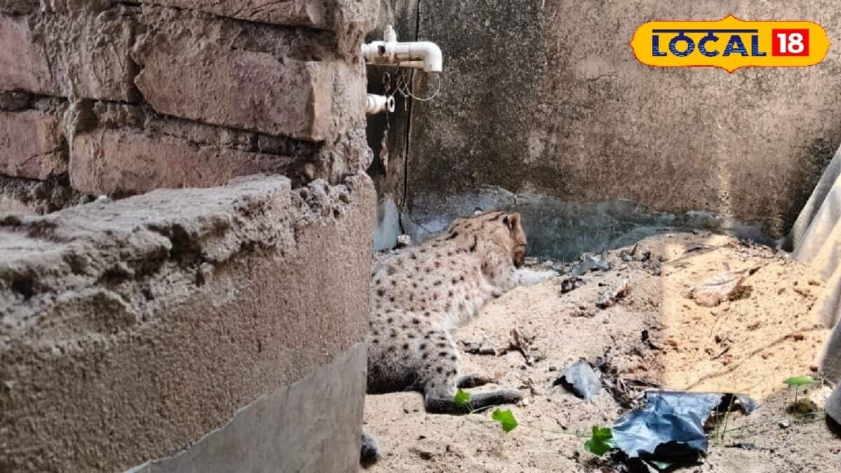 Howrah News: ডোরাকাটা দাগ দেখেই শিউরে উঠলেন বাড়ির সদস্যরা, ‘চিতাবাঘ ...