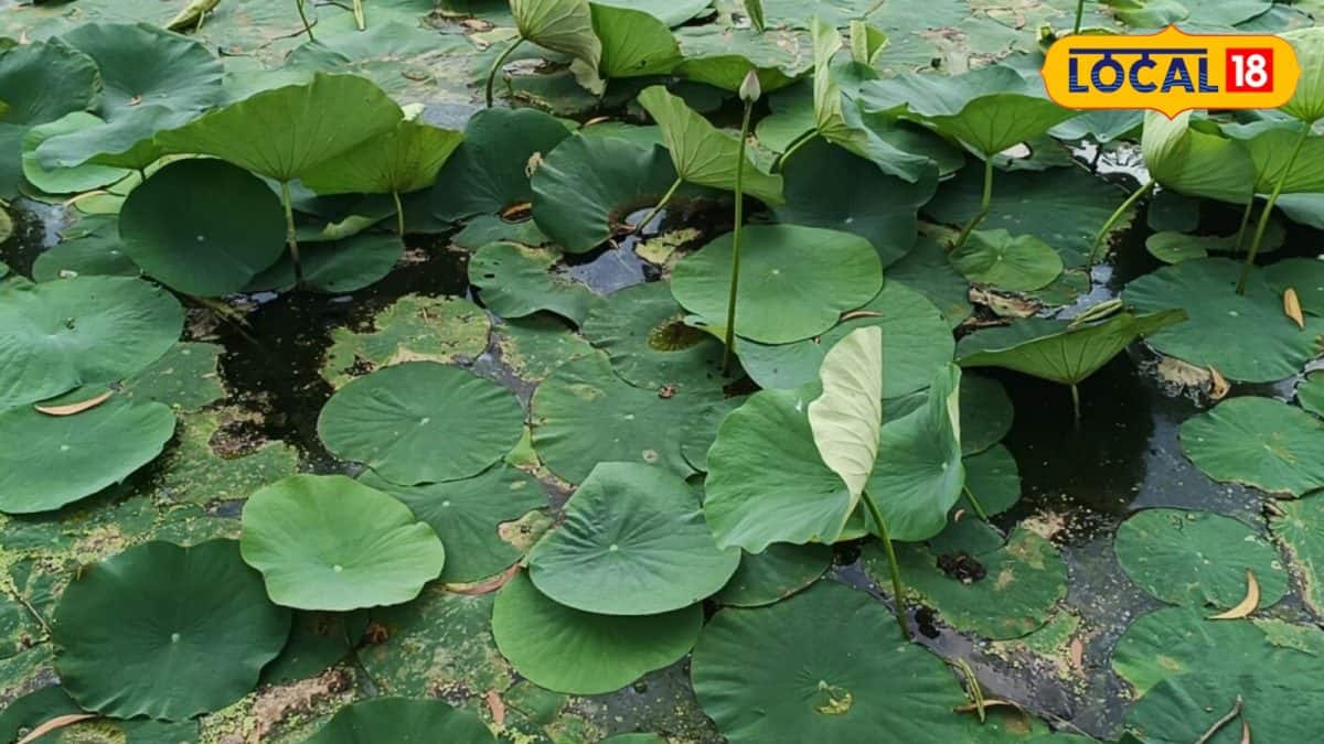 Lotus Price Hike: বাংলার মসনদে পদ্ম ফুটতেই অসময়ে মুখে হাসি চাষিদের ...