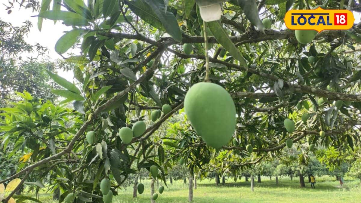 Maldah Mango Export: ৩ ম্যাজিক টিপস বদলে দিল সবকিছু! ৫০০ মেট্রিক টন ...