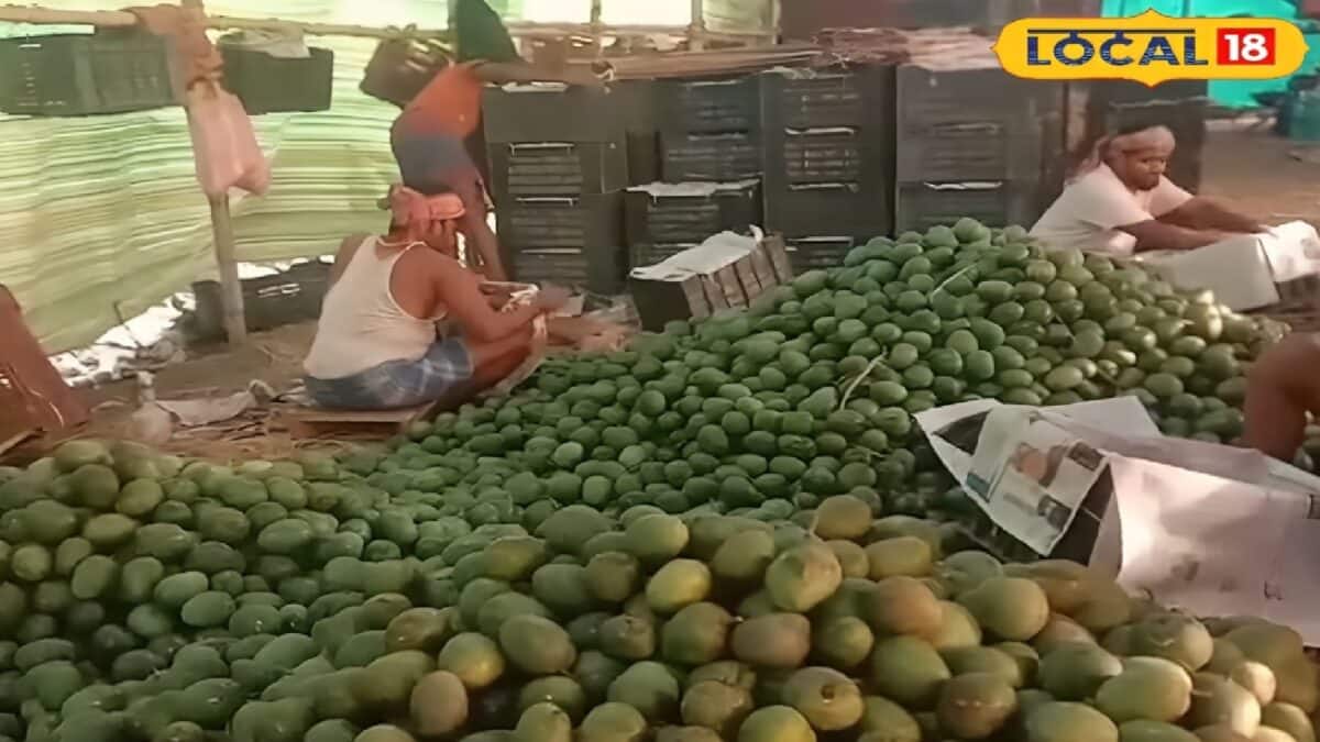 Nadia Mango Price: জলের দরে বিকোচ্ছে পরিশ্রমের ফসল, জামাইষষ্ঠীর আগে ...