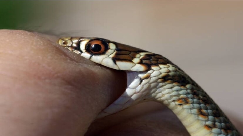 Snake Bite:গরমে বেরিয়ে এসেছে সাপের দল, সাপে কামড়ালে সঙ্গে সঙ্গে কী ...