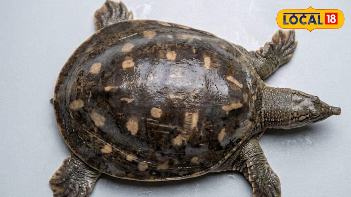 World Turtle Day: বন্দি জীবন থেকে মুক্ত আকাশ! বিশ্ব কাছিম দিবসে ...