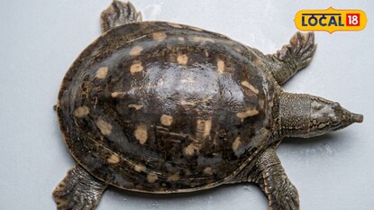 World Turtle Day: বন্দি জীবন থেকে মুক্ত আকাশ! বিশ্ব কাছিম দিবসে ...