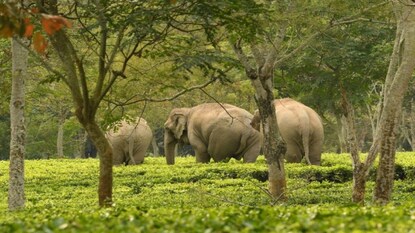 Elephant Attack ফের চা বাগানে বুনো হাতির হানা, পিষে মৃত্যু যুবকের ...