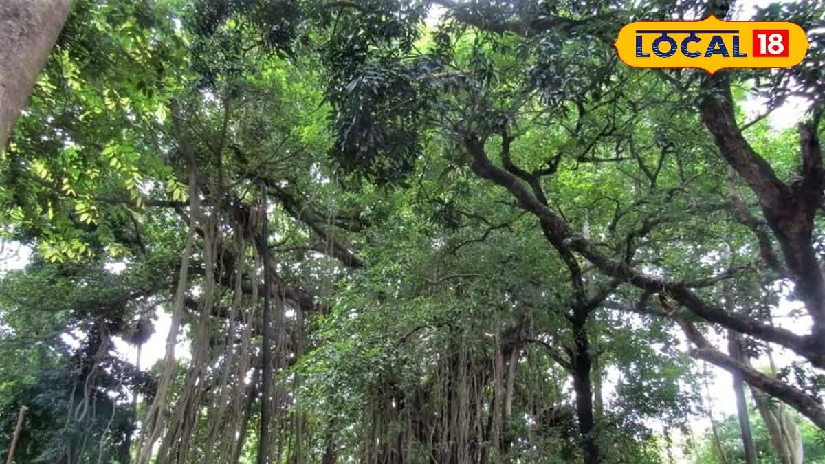 Shantiniketan Tourism: সহজ পাঠের প্রচ্ছদে এই বটগাছটি-ই,শান্তিনিকেতনের ...
