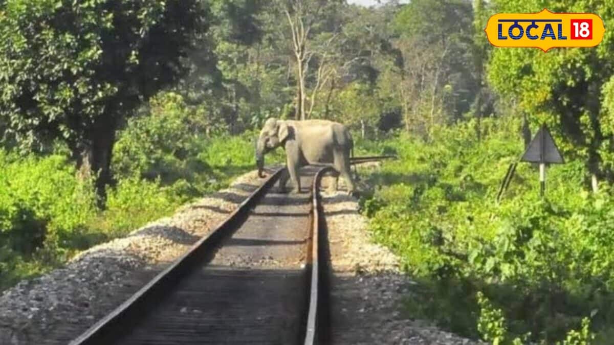 Rail track elephant | জলপাইগুড়ি - News18 Bengali