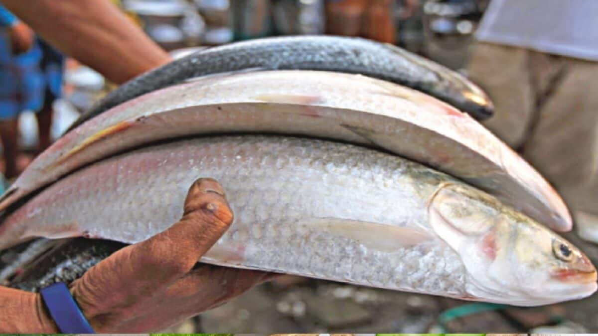 Original Ilish Buying tips: টন টন ইলিশ ঢুকেছে, ইলিশ কিনতে গিয়ে 'ফুলিশ ...