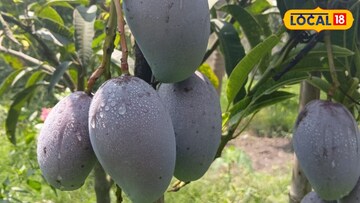 Miyazaki Mango: আম আগলাতে নিরাপত্তারক্ষী? ছাদে বিশ্বের সবচেয়ে দামি ...