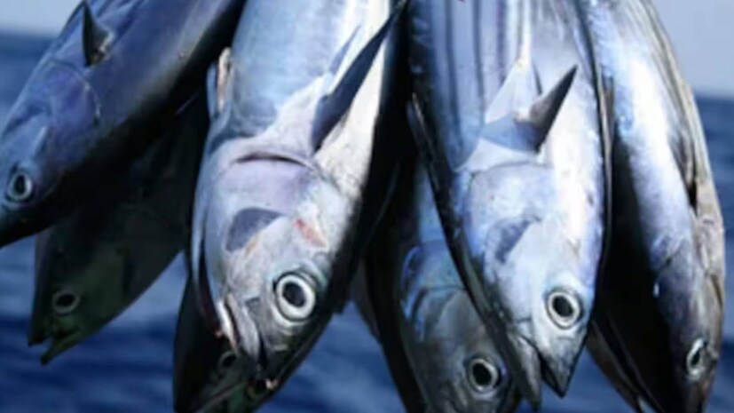 Fish in Kidney Disease: এই ৭ মাছে সর্বনাশ কিডনির রোগে! ভুল করে দাঁতে ...