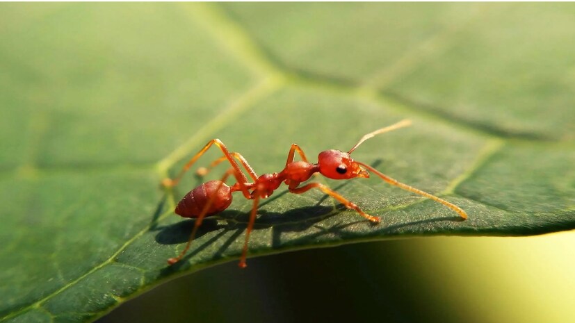 Remove Ants: সবাইকে 'জ্বালিয়ে মারে' পিঁপড়ের দল, কিন্তু পিঁপড়ে কিসে ...